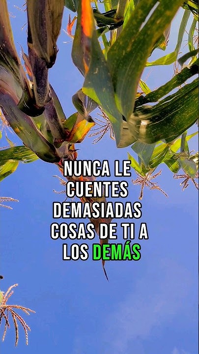 NUNCA LE CUENTES DEMASIADAS COSAS DE TI A LOS DEMÁS #frases #motivacion ...