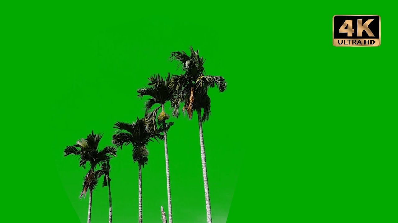 palm trees green screen - YouTube