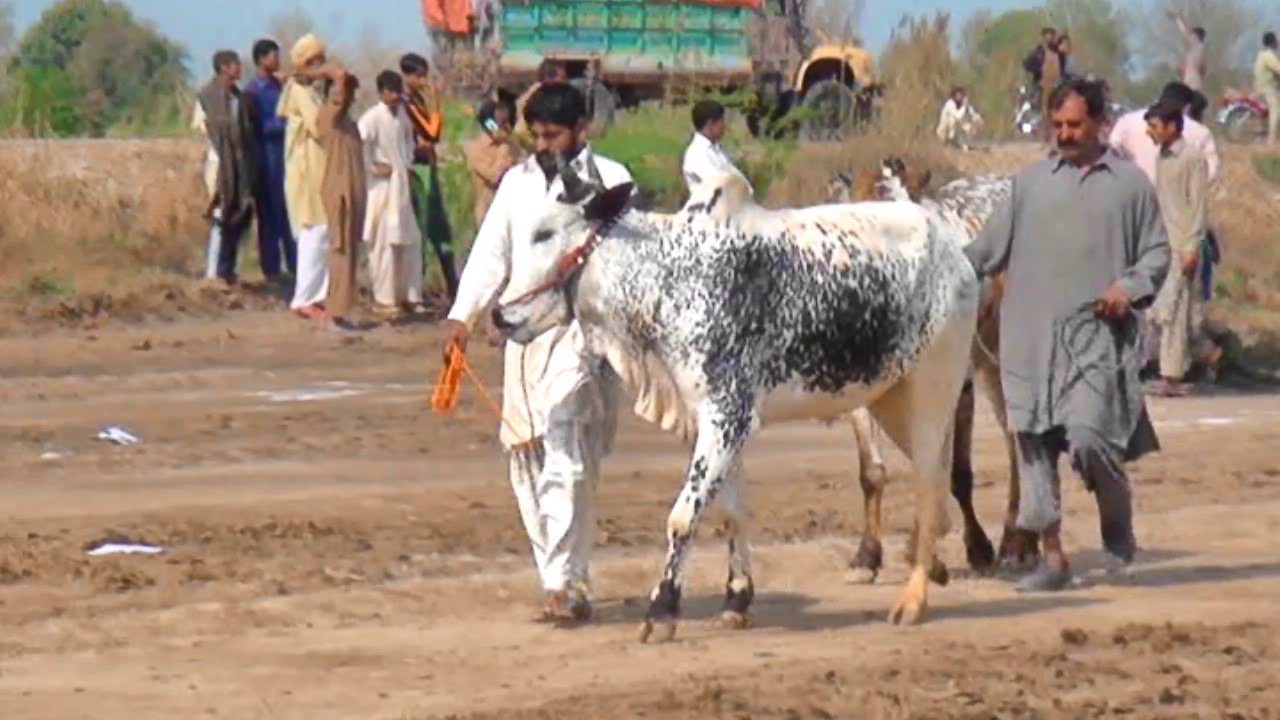 bail gadi race 2017 three race wala game - YouTube