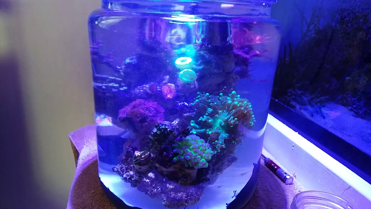 Feeding and cleaning the jar reef - YouTube