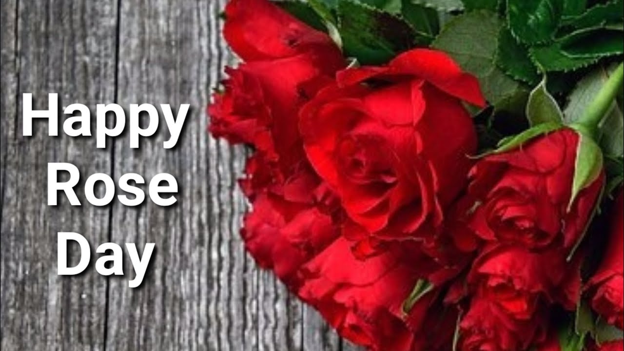🌹Happy Rose Day 🌹 | Happy Rose Day Wishes Quotes | Rose Day Status ...