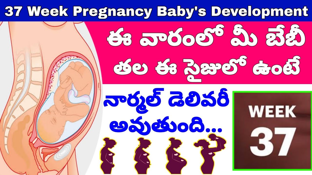 గర్భం 37వ వారం | 37th Week of Pregnancy Symptoms Changes & Baby ...