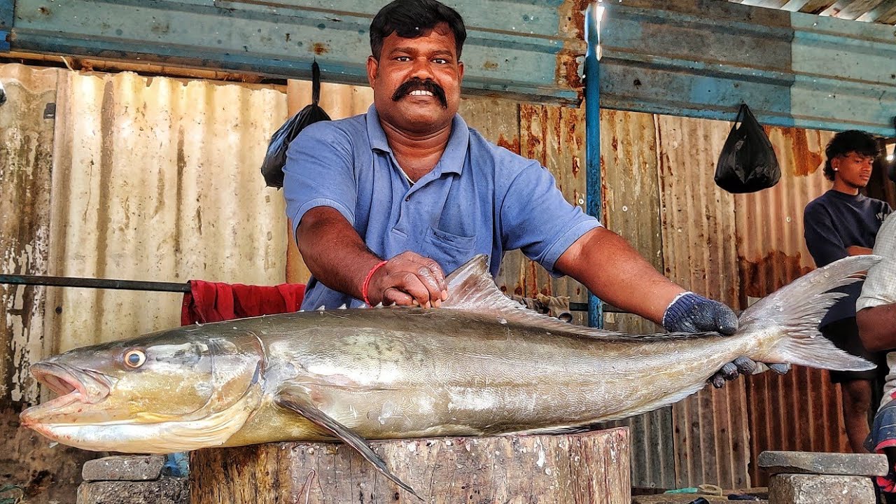 KASIMEDU CHEETAH DURAI COBIA FISH CUTTING VIDEO - YouTube