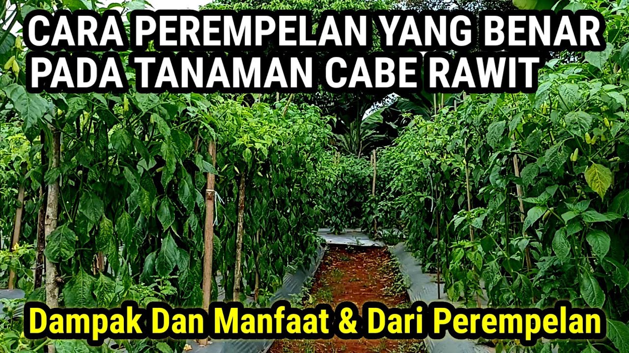 CARA MELAKUKAN PEREMPELAN PADA TANAMAN CABE YANG BENAR - YouTube