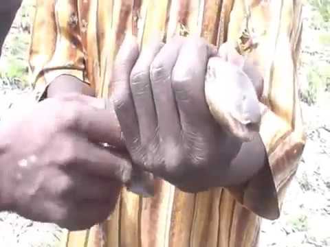 Subhanallah !!! Kuru topraktan çıkan balık  İzleyenler şok oluyor !!!