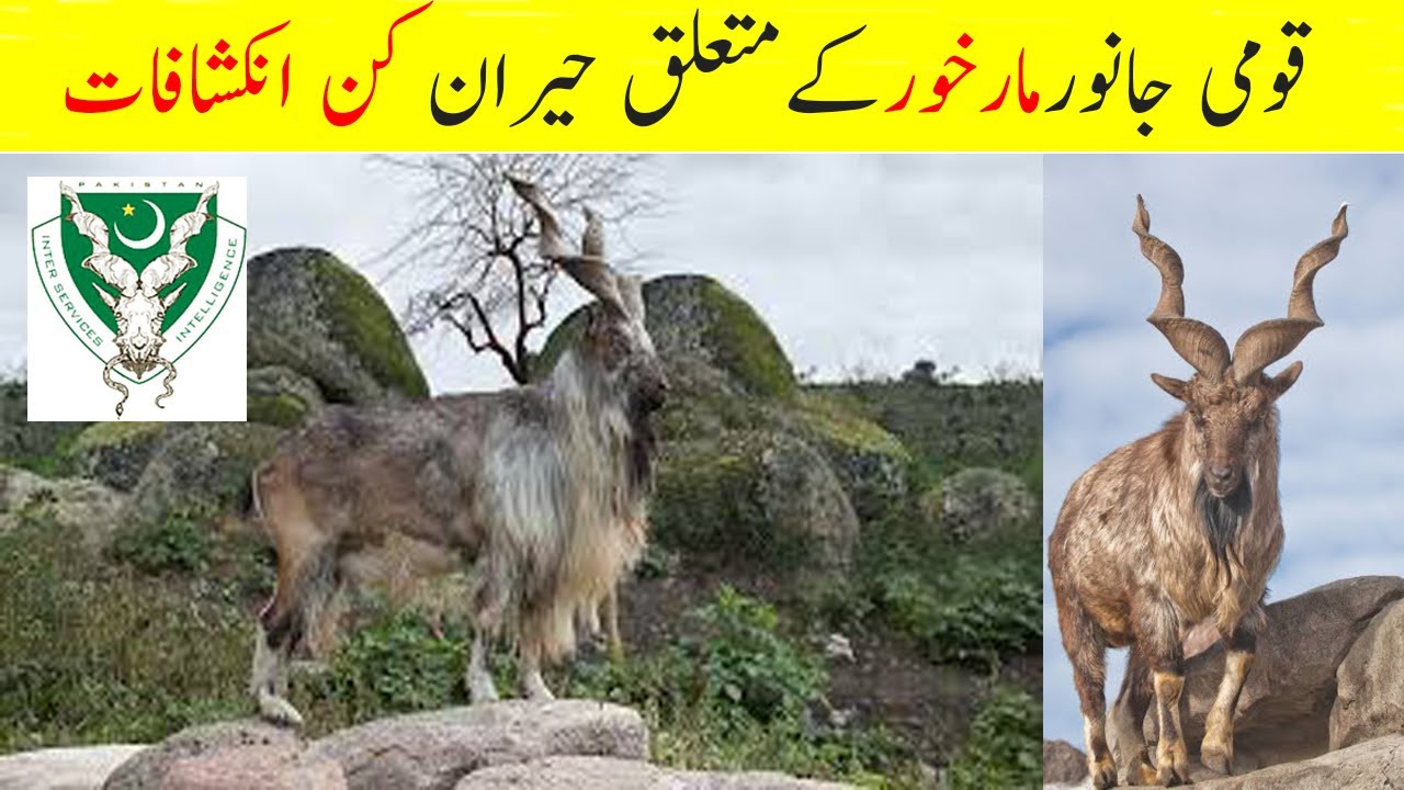 Facts About Markhor National Animal of Pakistan || Symbol of ISI - YouTube