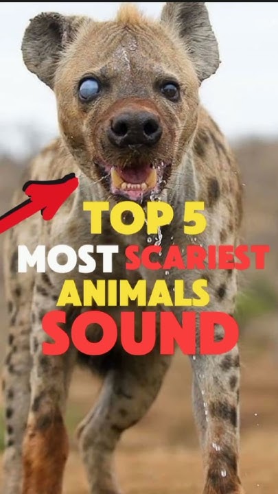 TOP 5 Scariest Animal Sounds in the World - YouTube