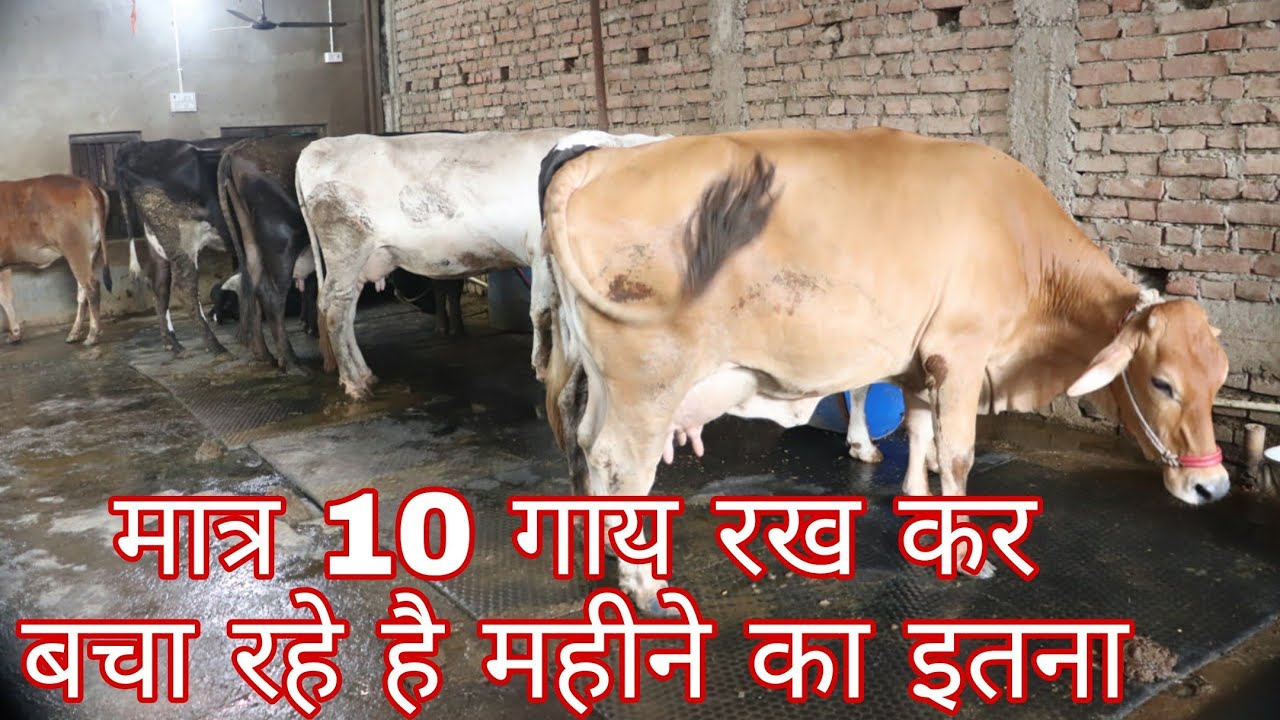 मात्र 10 गाय रख कर बचा रहे है महीने का इतना cow dairy bihar - YouTube