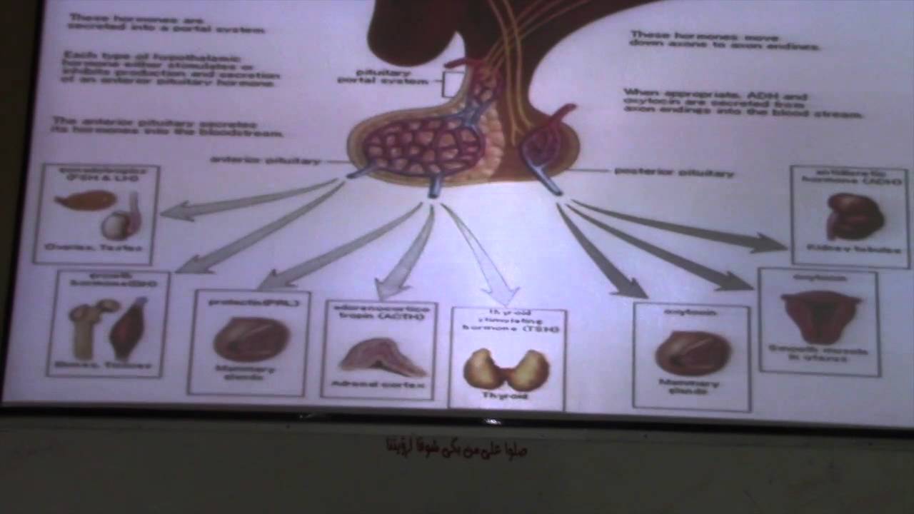 embryo ENDO - pituitary gland - YouTube