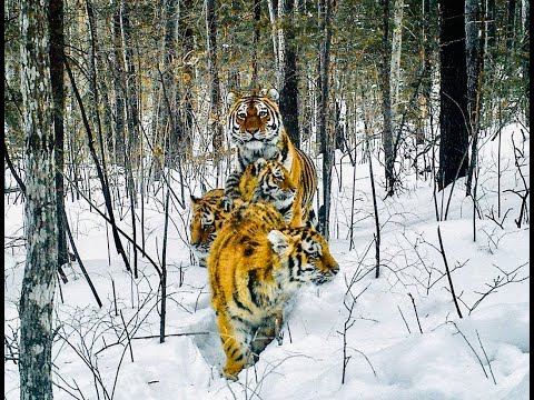 Amur tiger - the king of Russian taiga! Incredible videos from the Ussuri region & Siberia. #15