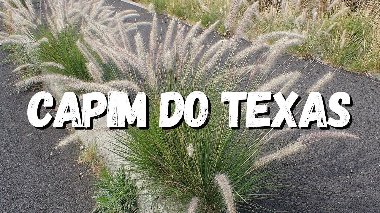 Capim do Texas: Um Guia Completo Desta Planta - YouTube