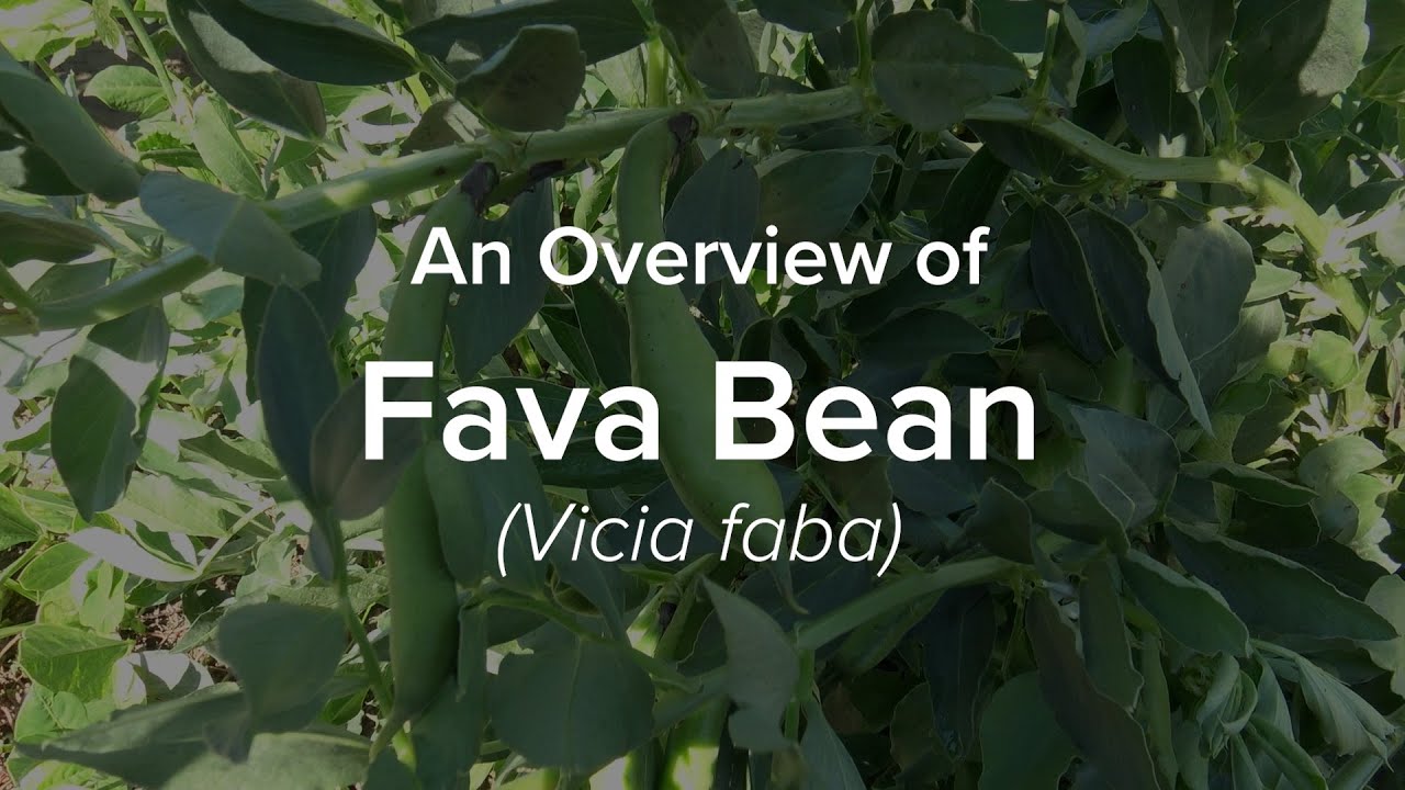 An Overview of Fava Bean | Understudied Indigenous Crops - YouTube