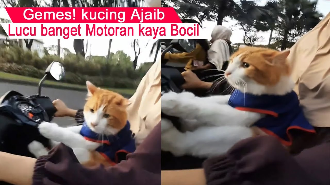 Lucu banget/ kucing Ajaib Pintar kaya Bocil sampai bisa di ajak ...