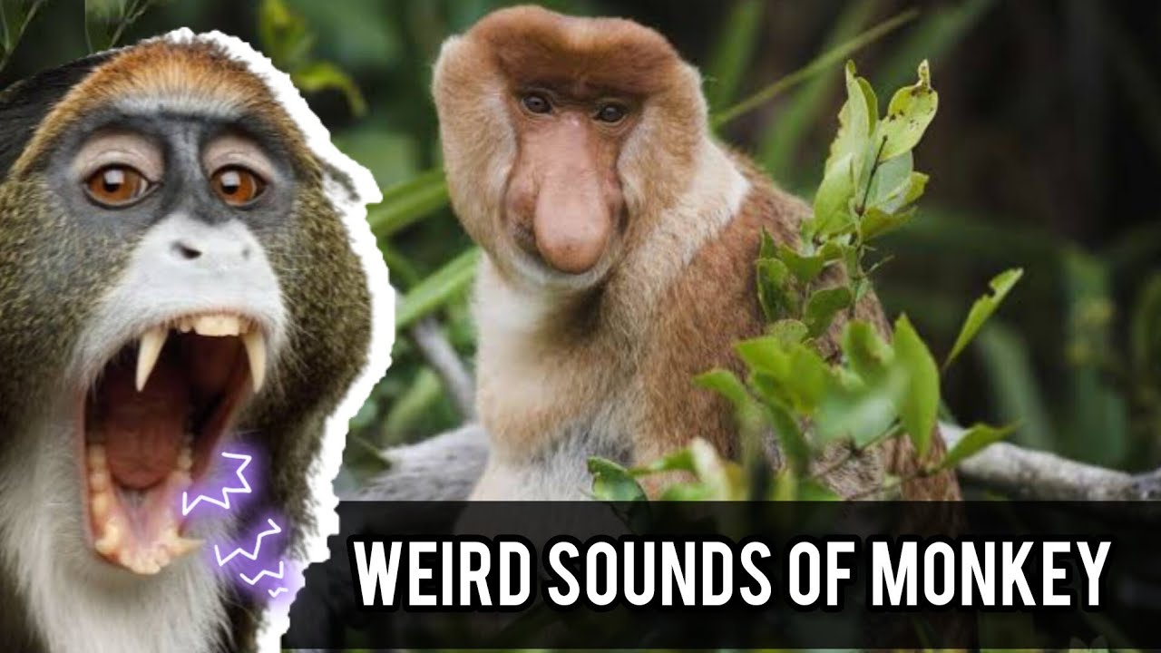 Howler Monkey Sounds - YouTube