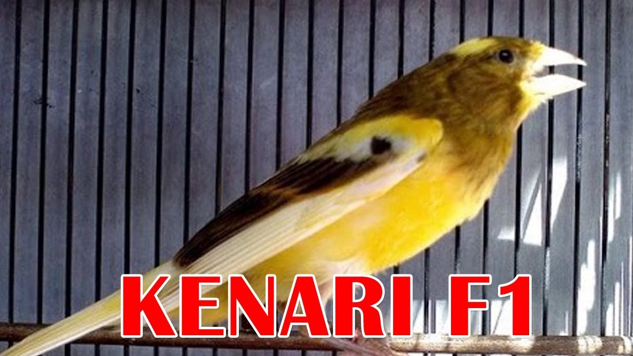 Burung Kenari F1 Juara Super Gacor Suara Lantang Dan Keras - YouTube