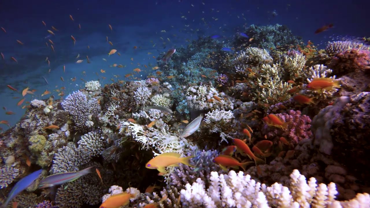 🐠🐟 2 Hour Coral Reef Underwater Adventure with relaxing sounds - YouTube