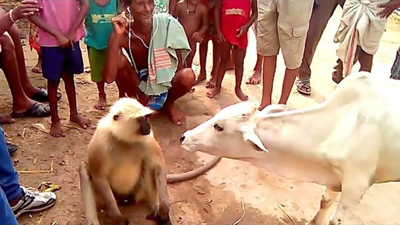 Hero Hindustani Bandar - Monkey Drama Full Comedy Video |- Comedy Show ...