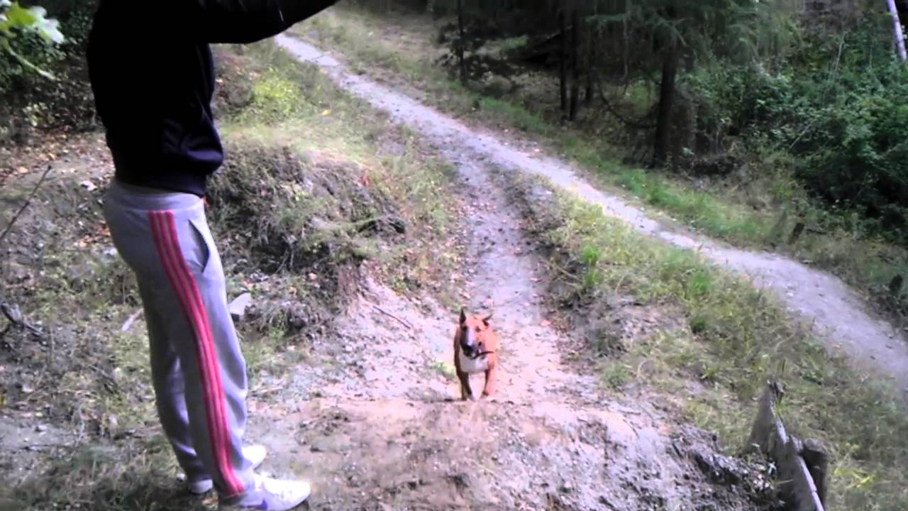 bull terrier attack :) - YouTube