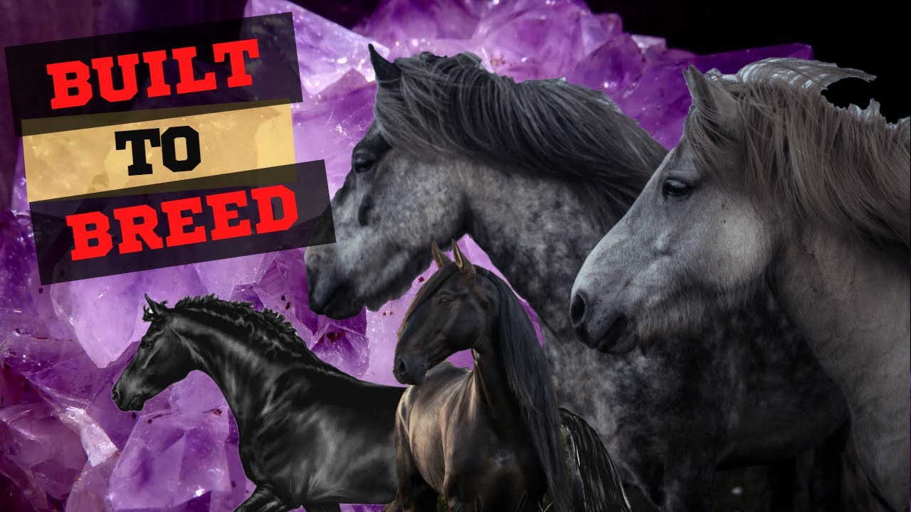 The Most Beautiful Horse Breeds in the World: Fast and Attractive ...