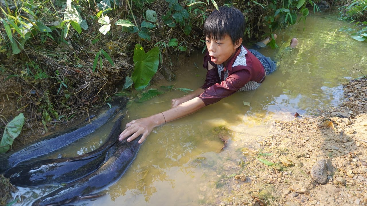 Harvesting fish in the trenches by the stream - Orphan Boy Go to the ...