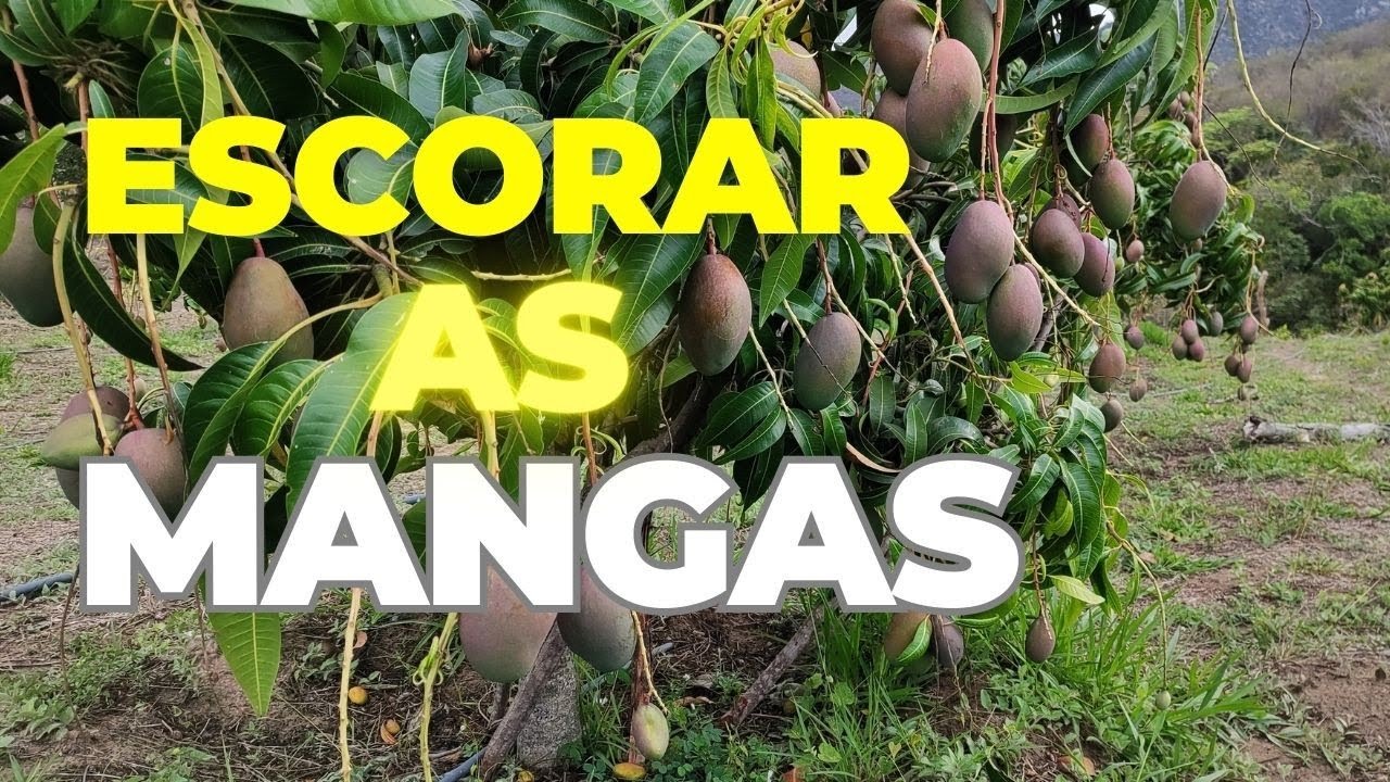 MOMENTO DE ESCORAR AS MANGAS - YouTube