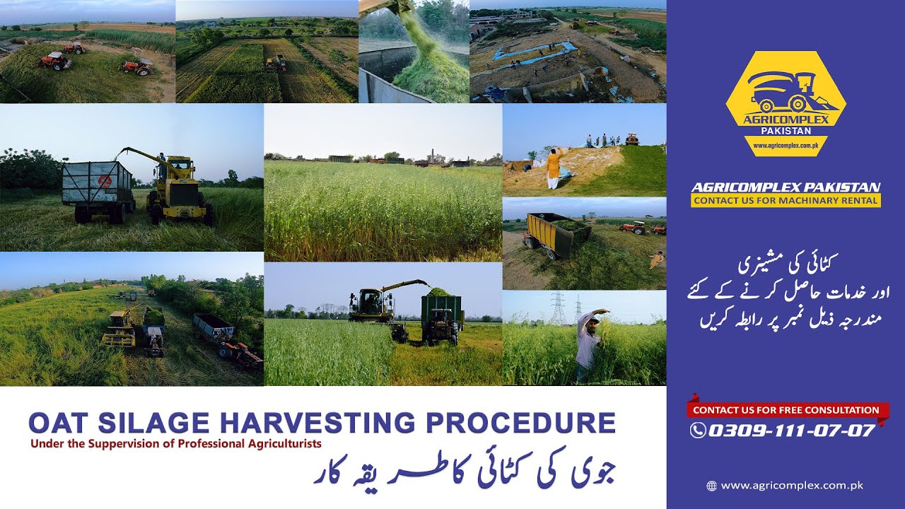 How to make oat silage - its preservation - Complete process by ...