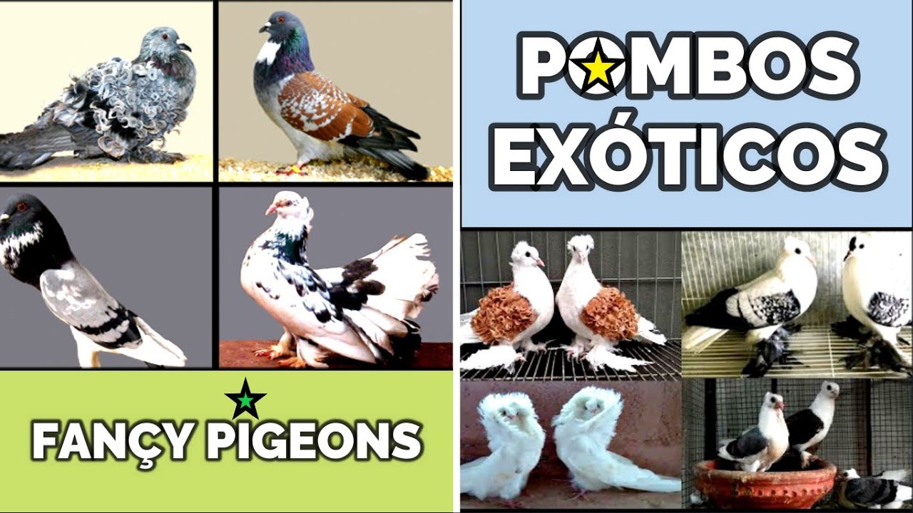 POMBOS EXÓTICOS - FANÇY PIGEONS - YouTube