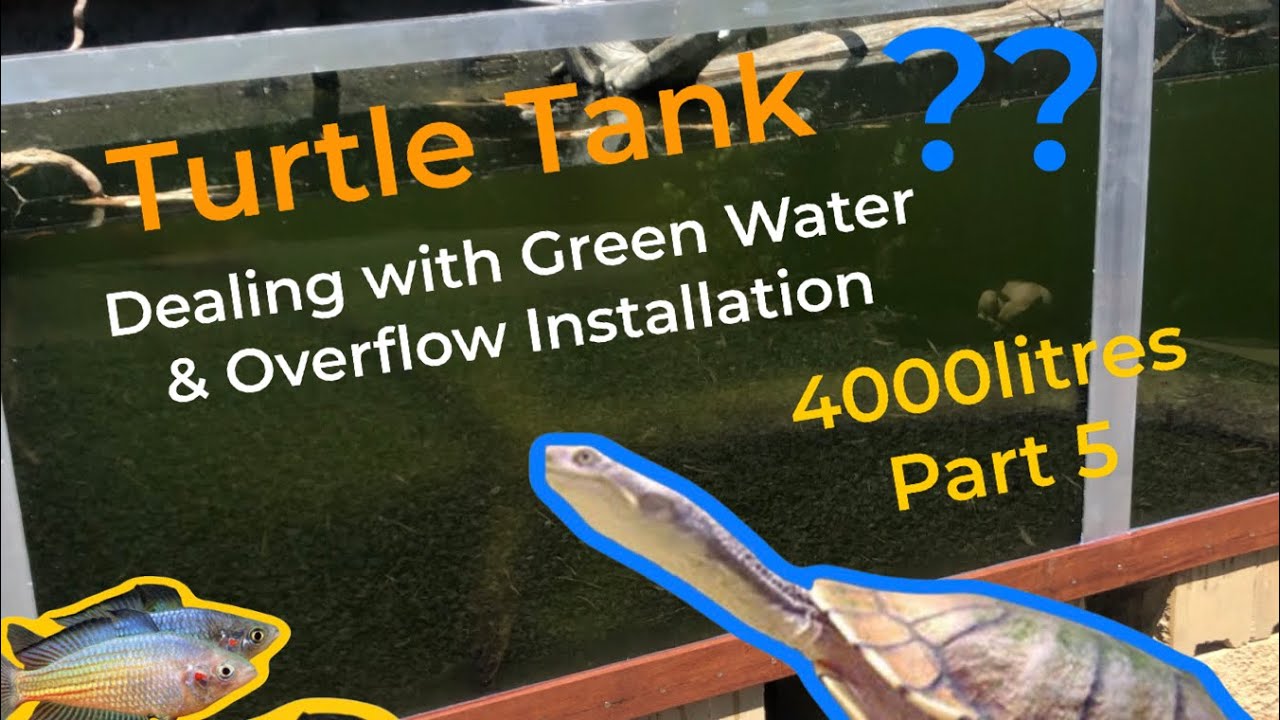 Australian Turtle and Rainbow Tank (Part 5) : Installing the Overflow ...