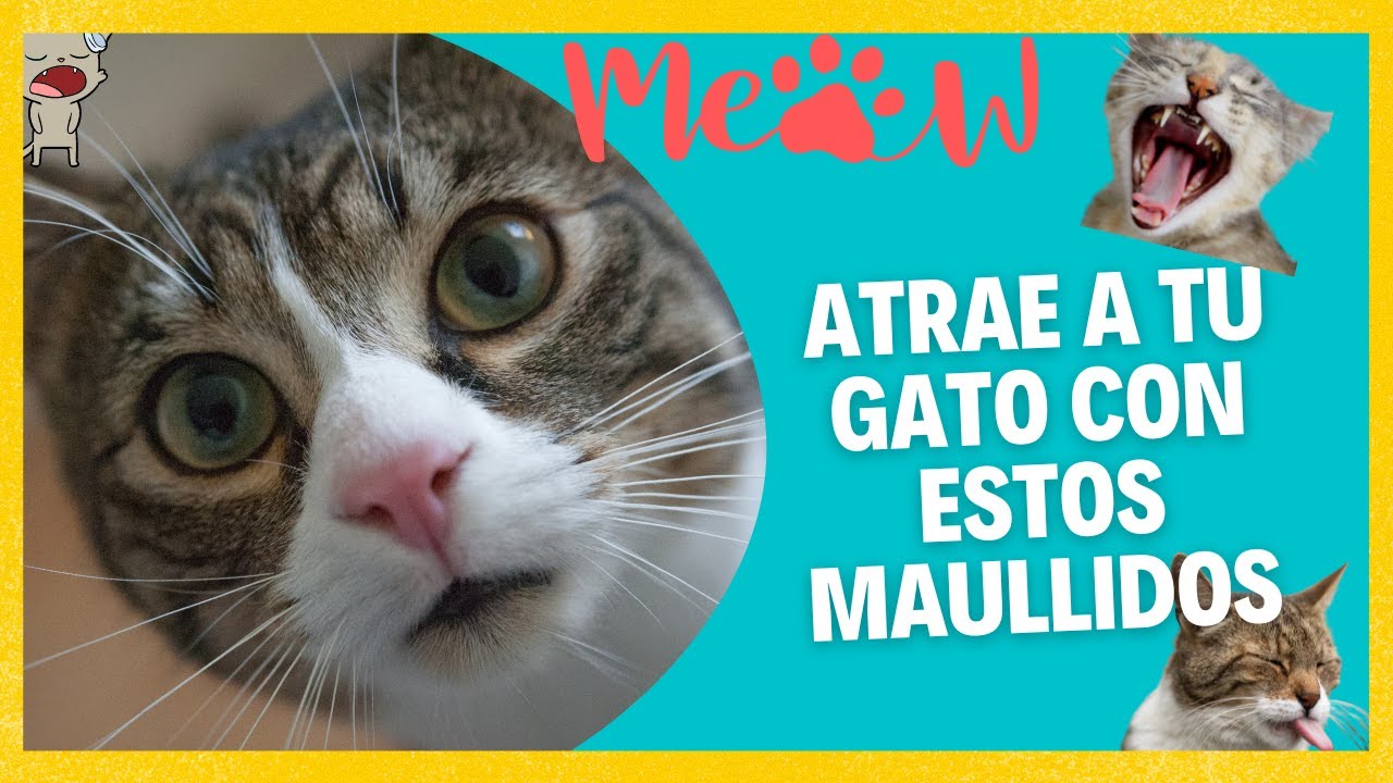 MAULLIDOS de [GATOS] para ATRAER a tus GATITOS MAULLANDO - YouTube
