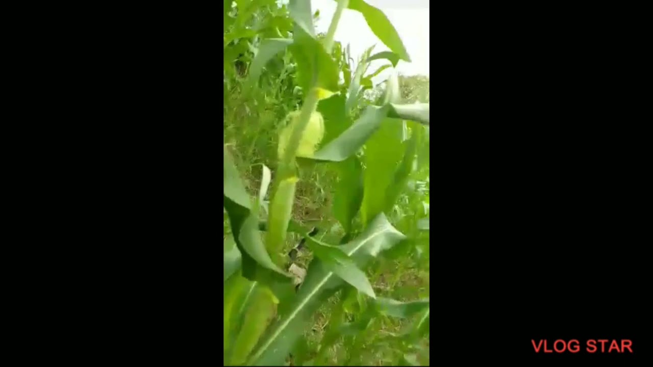My planting corn is more more growing up waiting for harvest soon - YouTube