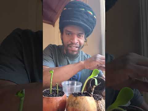 MY NEW EXPERIMENT USING DECORATIVE PUMPKINS FOR POT PLANTERS.