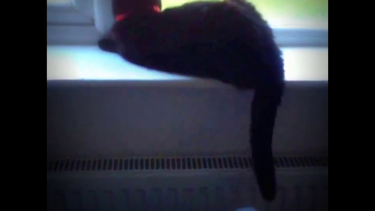 My Cat Sweep - YouTube