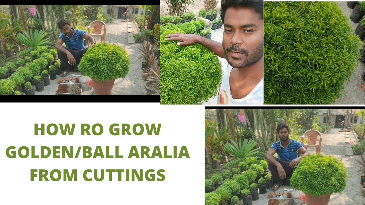 How to grow aralia from cuttings .ball/golden aralia - YouTube