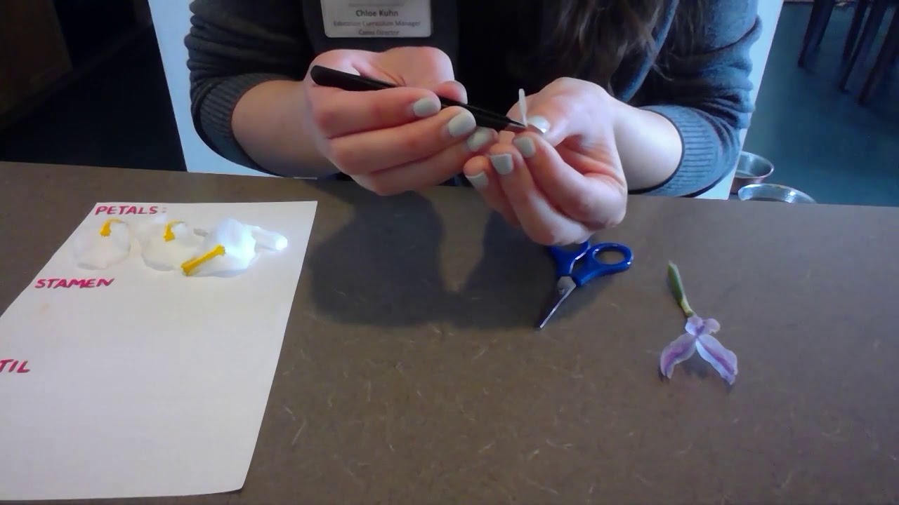 Dissecting a Flower - YouTube