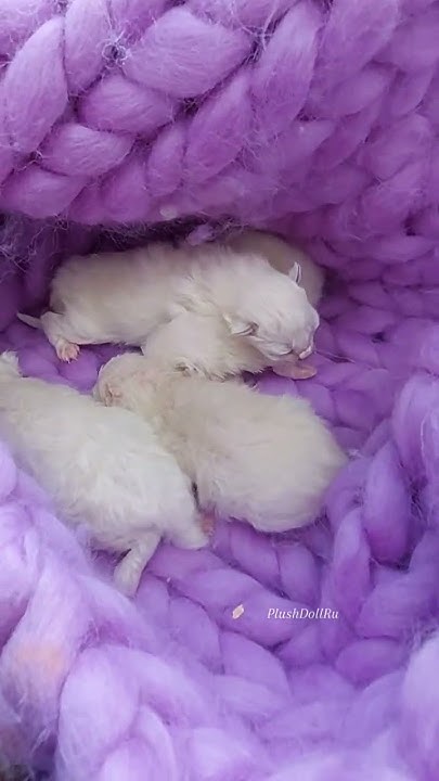 В питомнике Plushdollru Ragdoll родились котята Ragdoll Kitten