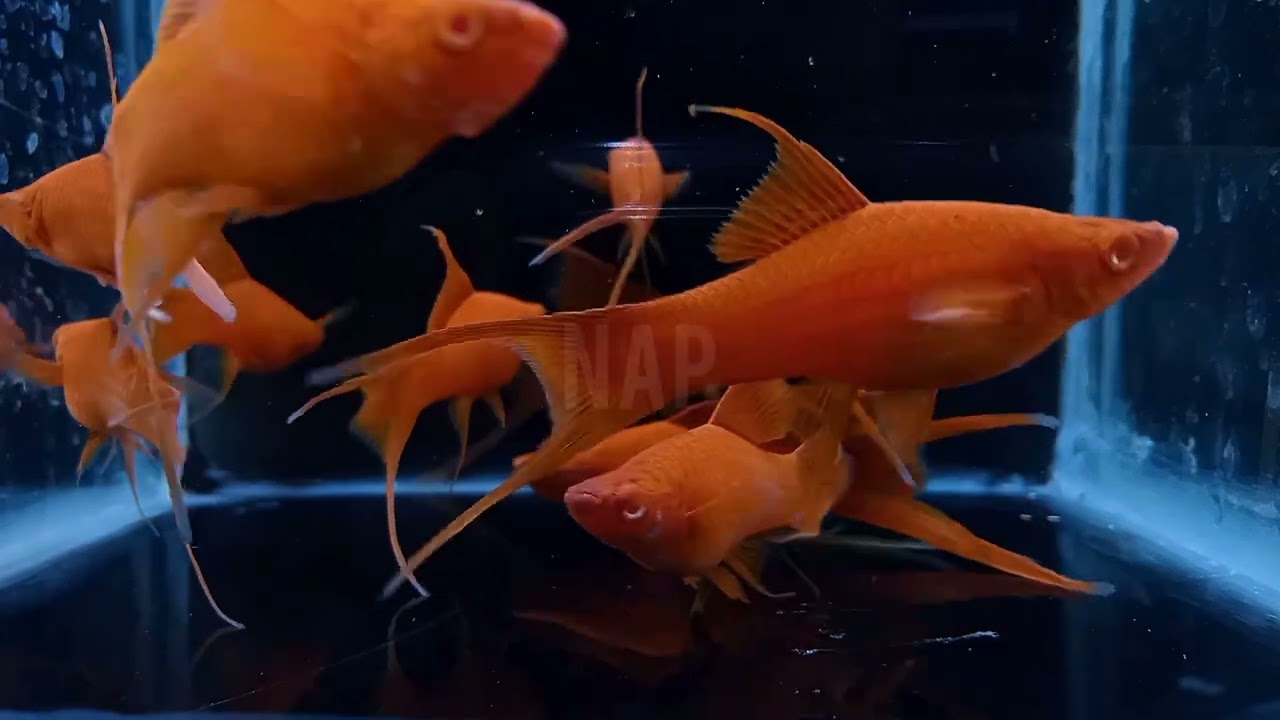 blood red lyretail /swordtail , - YouTube