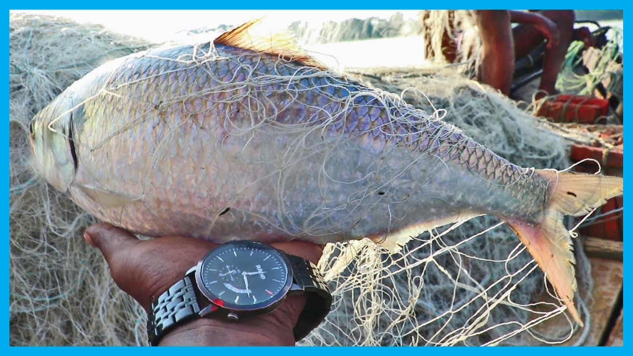 Amazing Fast Hilsa Fishing Skill (PART 105) - Catching Hilsa Fish Big ...