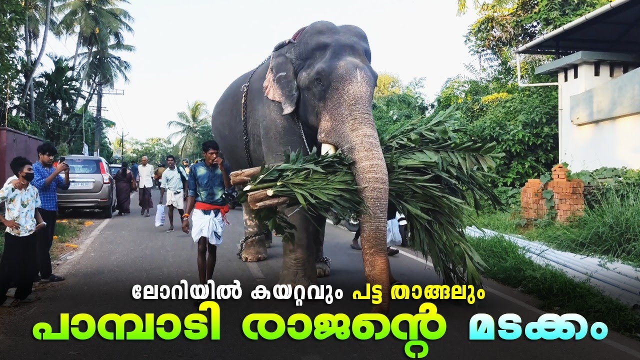 പ്രോഗ്രാം കഴിഞ്ഞു മടങ്ങുന്ന രാജനും സാരഥിമാരും 🥰 | Pambadi Rajan Get In ...