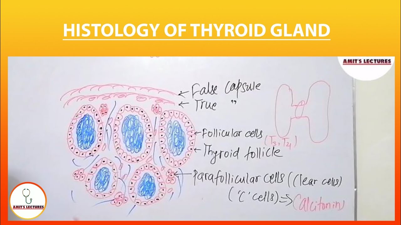 Histology of Thyroid Gland | Endocrine Histology | Amit's Lectures ...