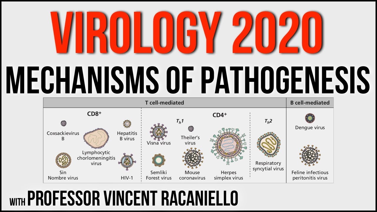 Virology Lectures 2020 #15: Mechanisms of Pathogenesis - YouTube