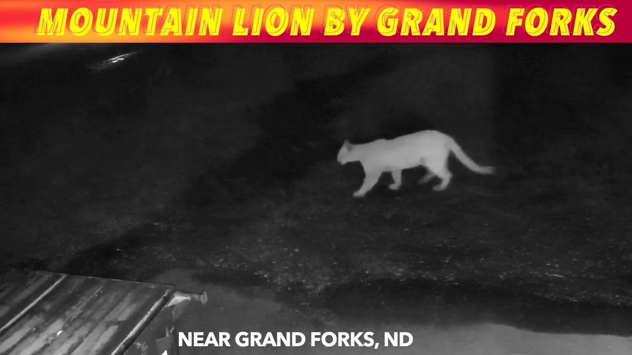 Mountain Lion Captured On Camera By Grand Forks, ND - YouTube