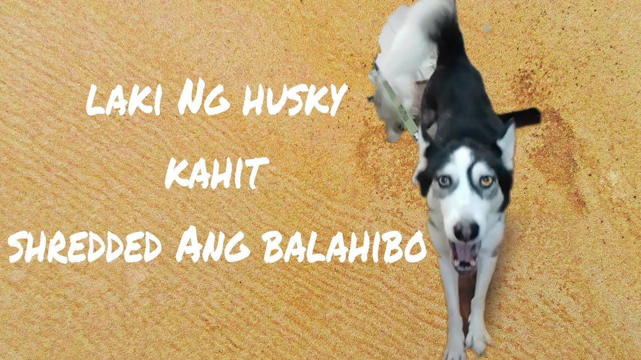 deliver Tayo Ng order Ganda Ng husky ni kabayan. #diy #florist #jeddah ...