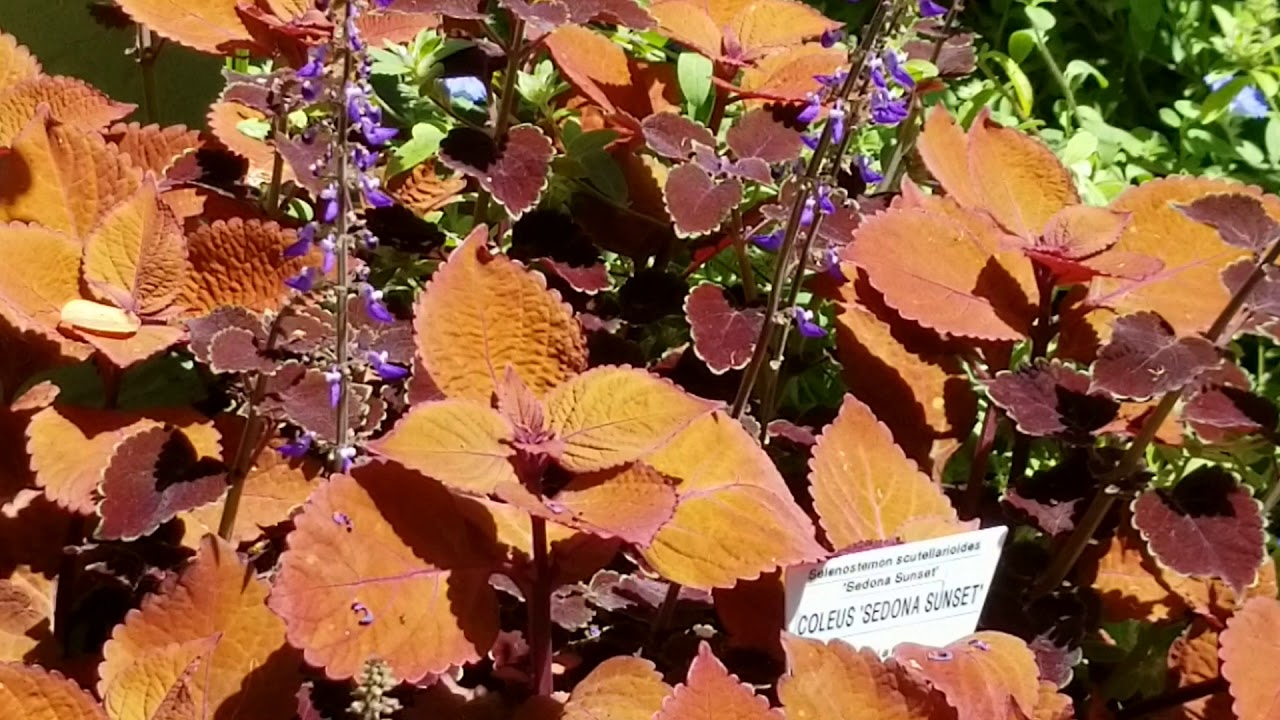 COLEUS COLORBLAZE 'SEDONA SUNSET' PLANT - YouTube