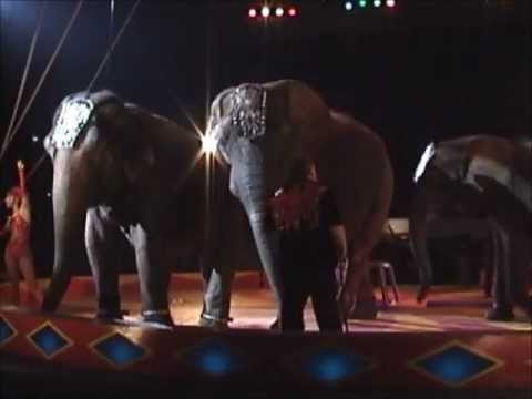 Franzen Performing Elephants - YouTube