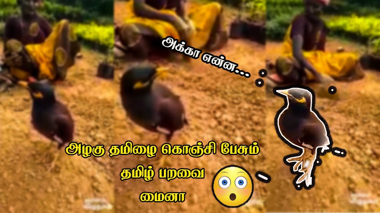 அழகு தமிழ் பேசும் மைனா | Maina Speak in Tamil | Bird speak Tamil ...