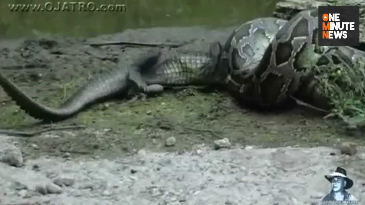 Pythons Wiping out Mammals in Everglades - YouTube