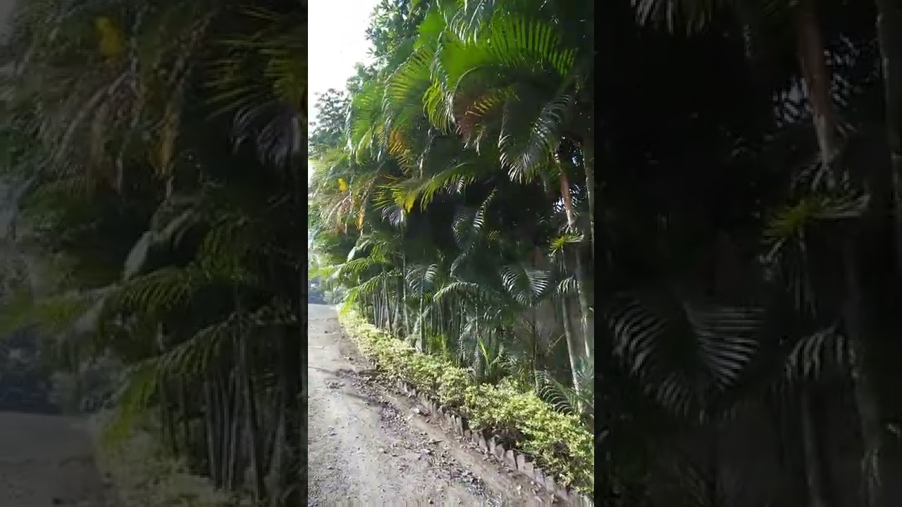 Erika palm plant for garden - YouTube