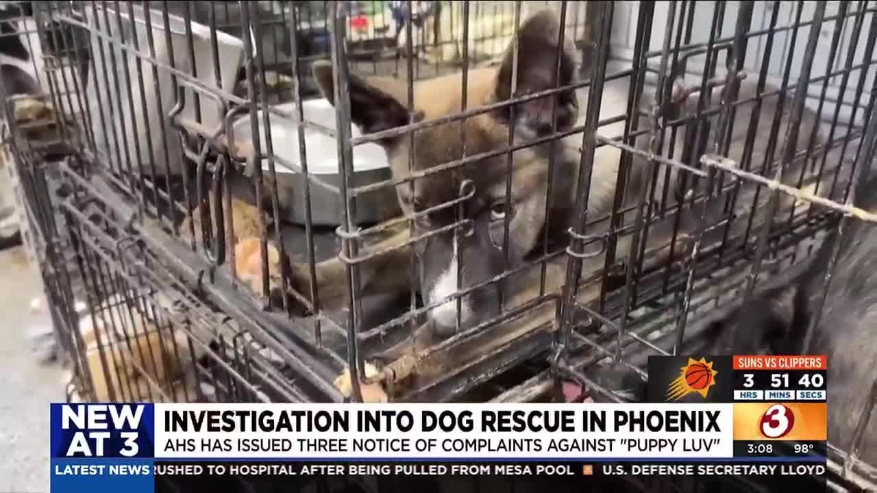 Dogs at a Phoenix animal rescue found in deplorable conditions - YouTube