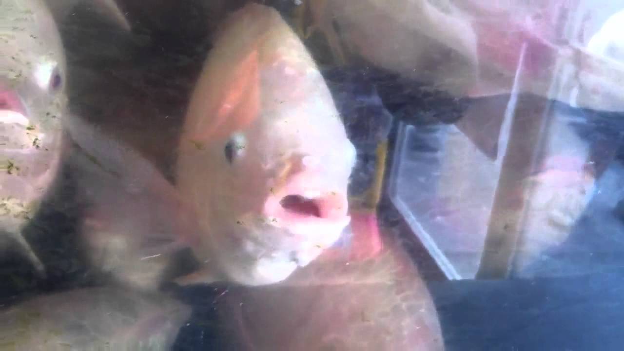 Gasping Fish - YouTube