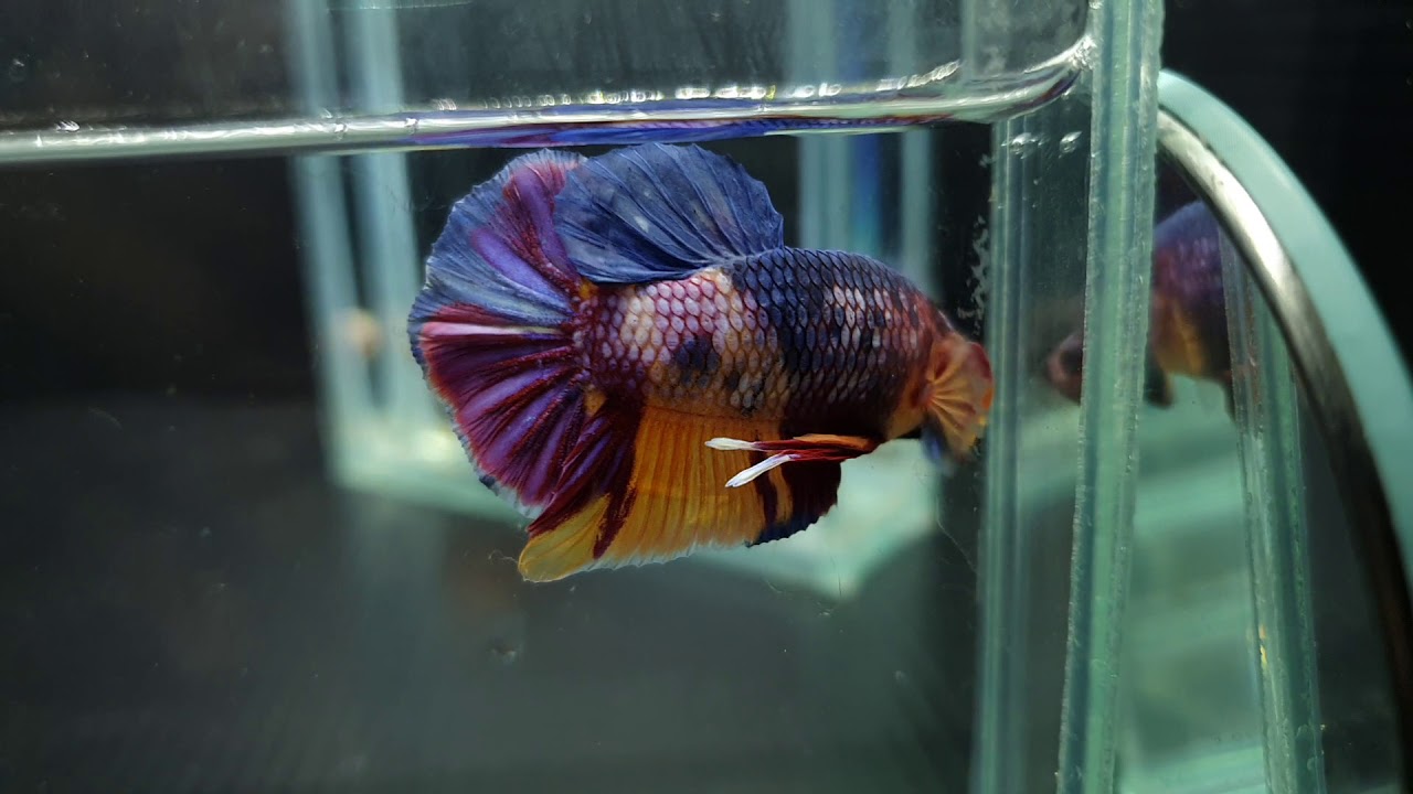 Purple Nemo - YouTube